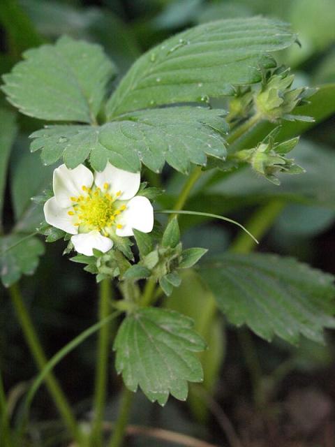 Cultura capsunului - Revista Informatii Agrorurale | Revista Informatii ...