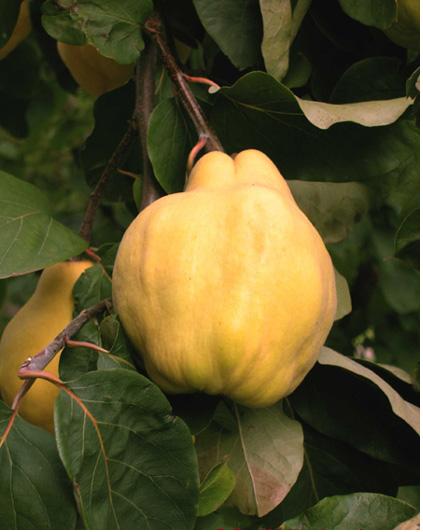 Specificul culturii gutuiului | Pomi fructiferi | Plantatii pomicole ...