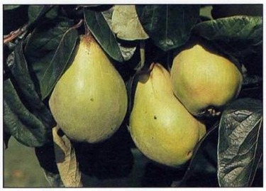 Specificul culturii gutuiului | Pomi fructiferi | Plantatii pomicole ...